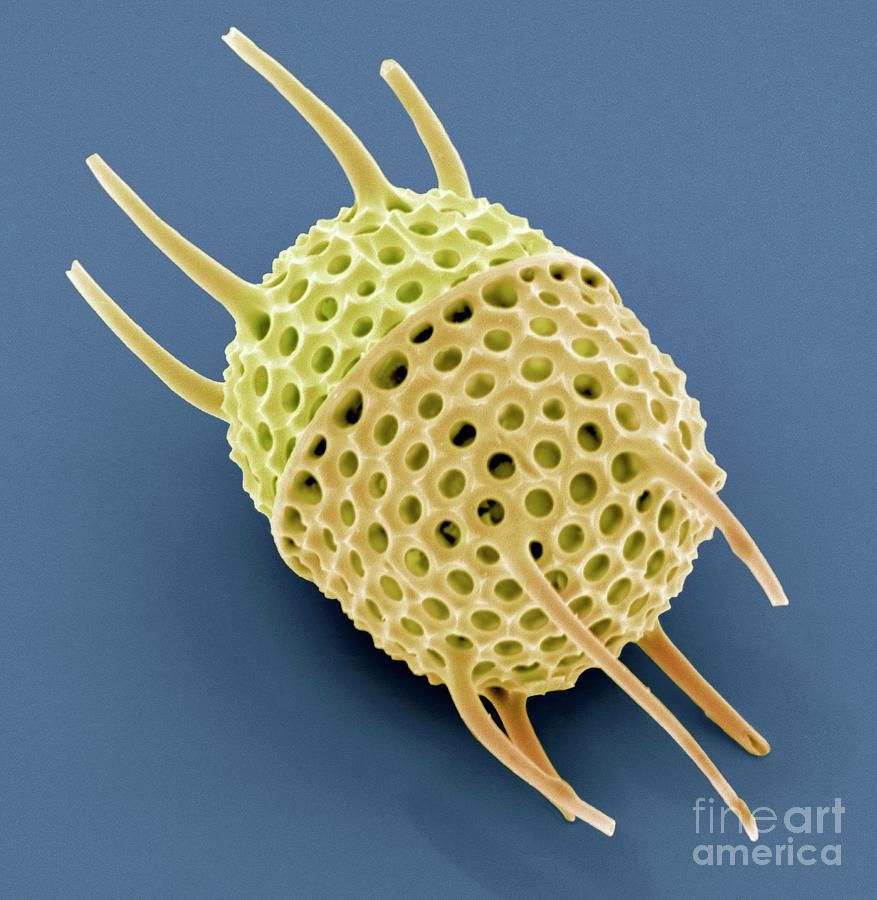 All plankton (animal or plant) are considered “drifters” due to their ...